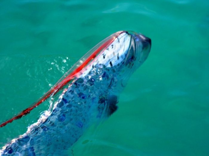 Oarfish : ปลาที่ยาวที่สุดในโลก หรือ ที่คนไทยเรียกกันว่า ปลาพญานาค
